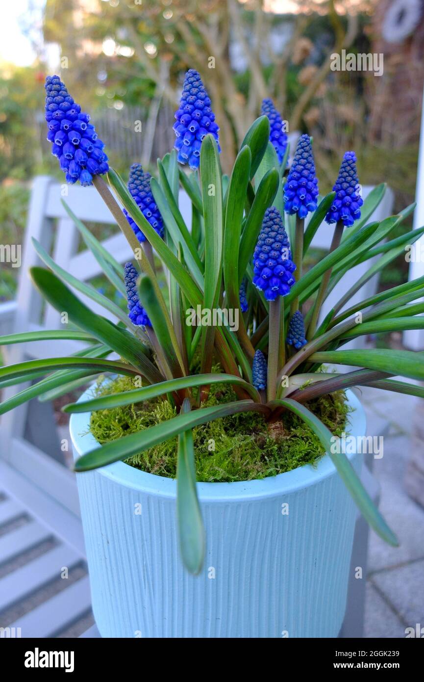 Blue muscari (grape hyacinth) in a pot Stock Photo - Alamy