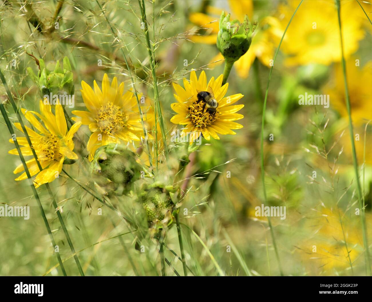 A bumblebee enjoying nectar from a Prairie dock plant bloom which ...