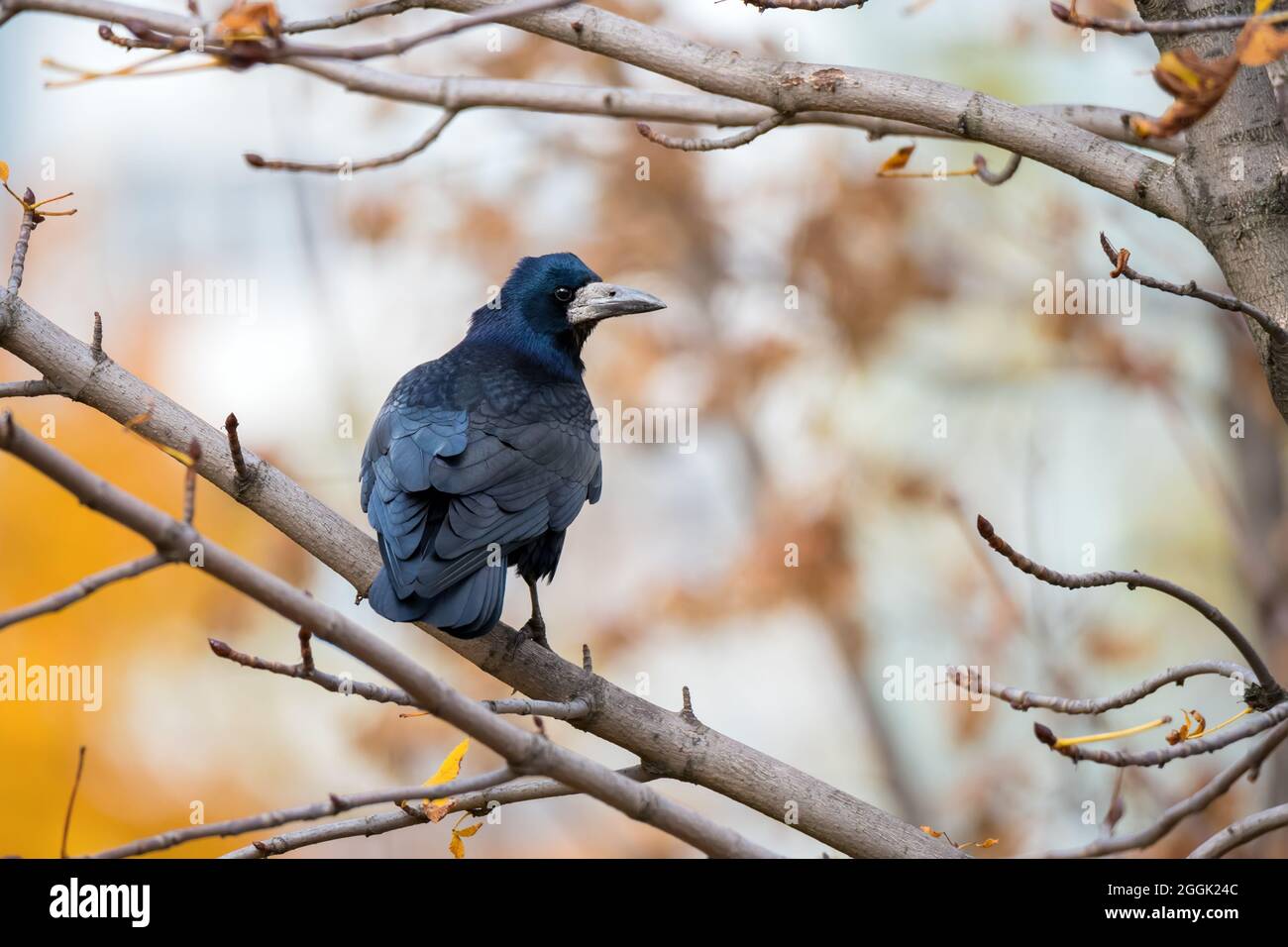 Portrait of beautiful black rook bird sitting on tree branch with ...