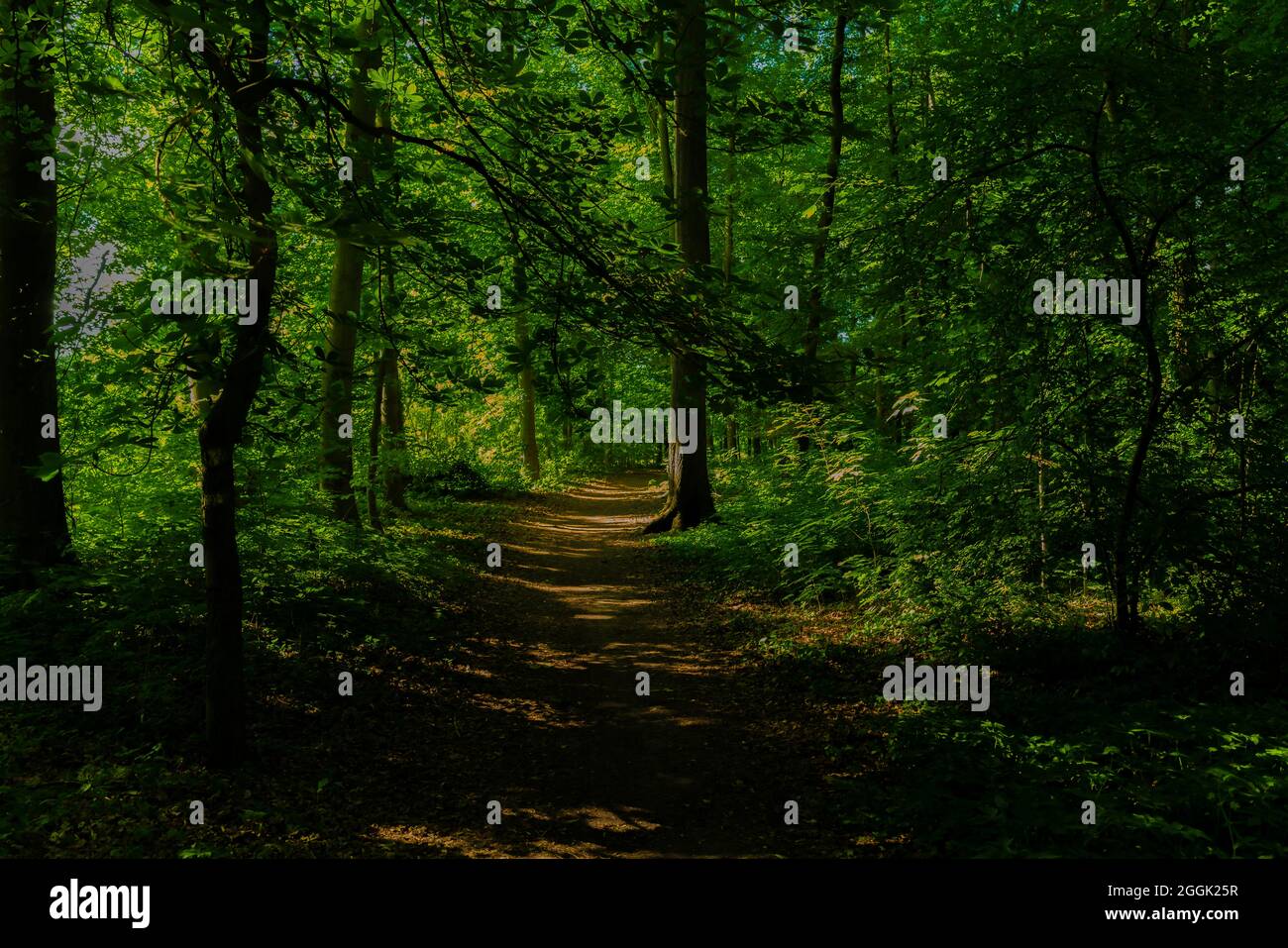 Forest way in summer in germany Stock Photo - Alamy