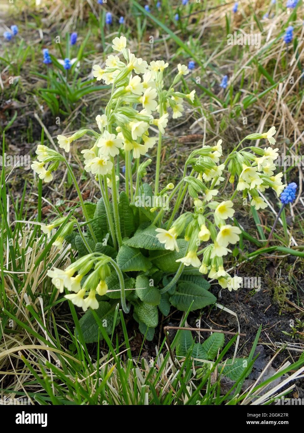 Common cowslip (Primula veris Stock Photo - Alamy