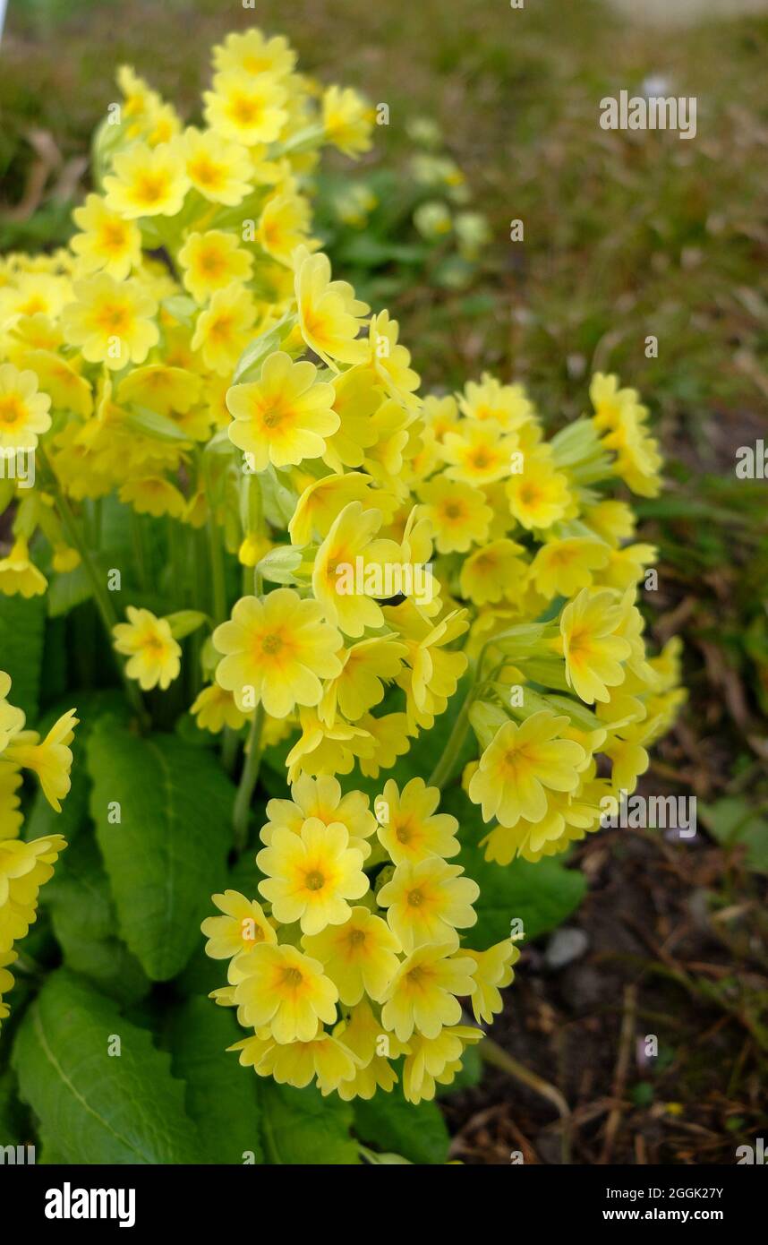 Common cowslip (Primula veris Stock Photo - Alamy