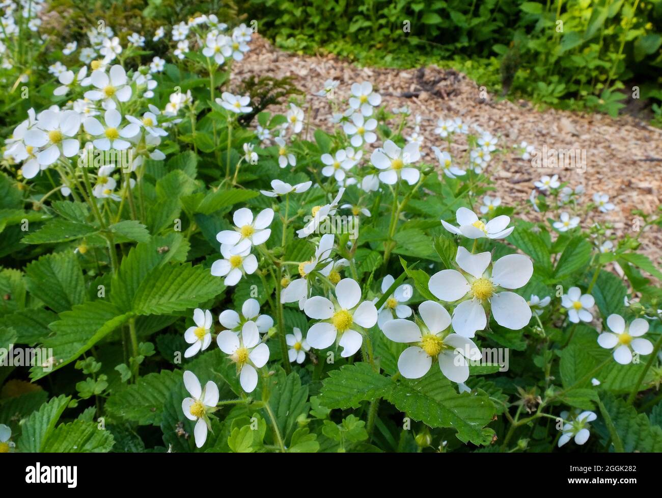 The forest strawberry (Fragaria vesca) in flower Stock Photo - Alamy