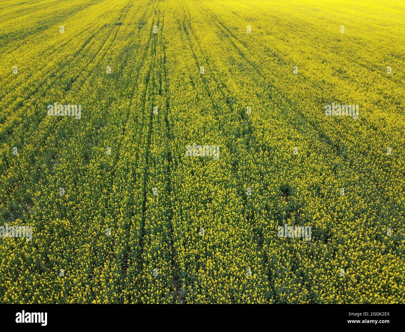 Rape seedlings on a farm field. Blooming rapeseed, top view Stock Photo ...