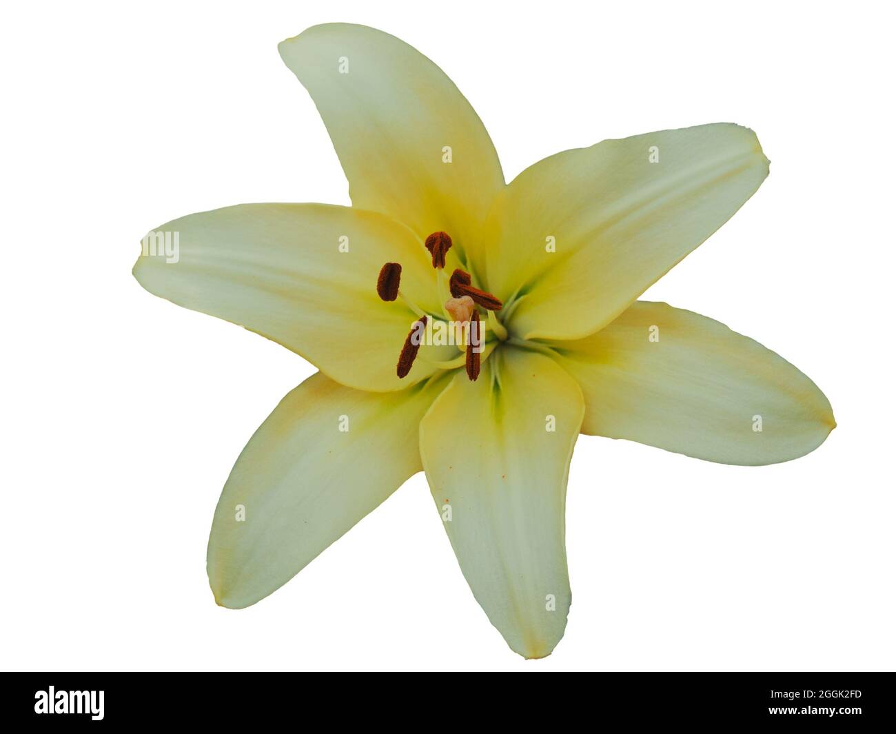 Single large lily flower. A flower with large petals. Isolated on white ...