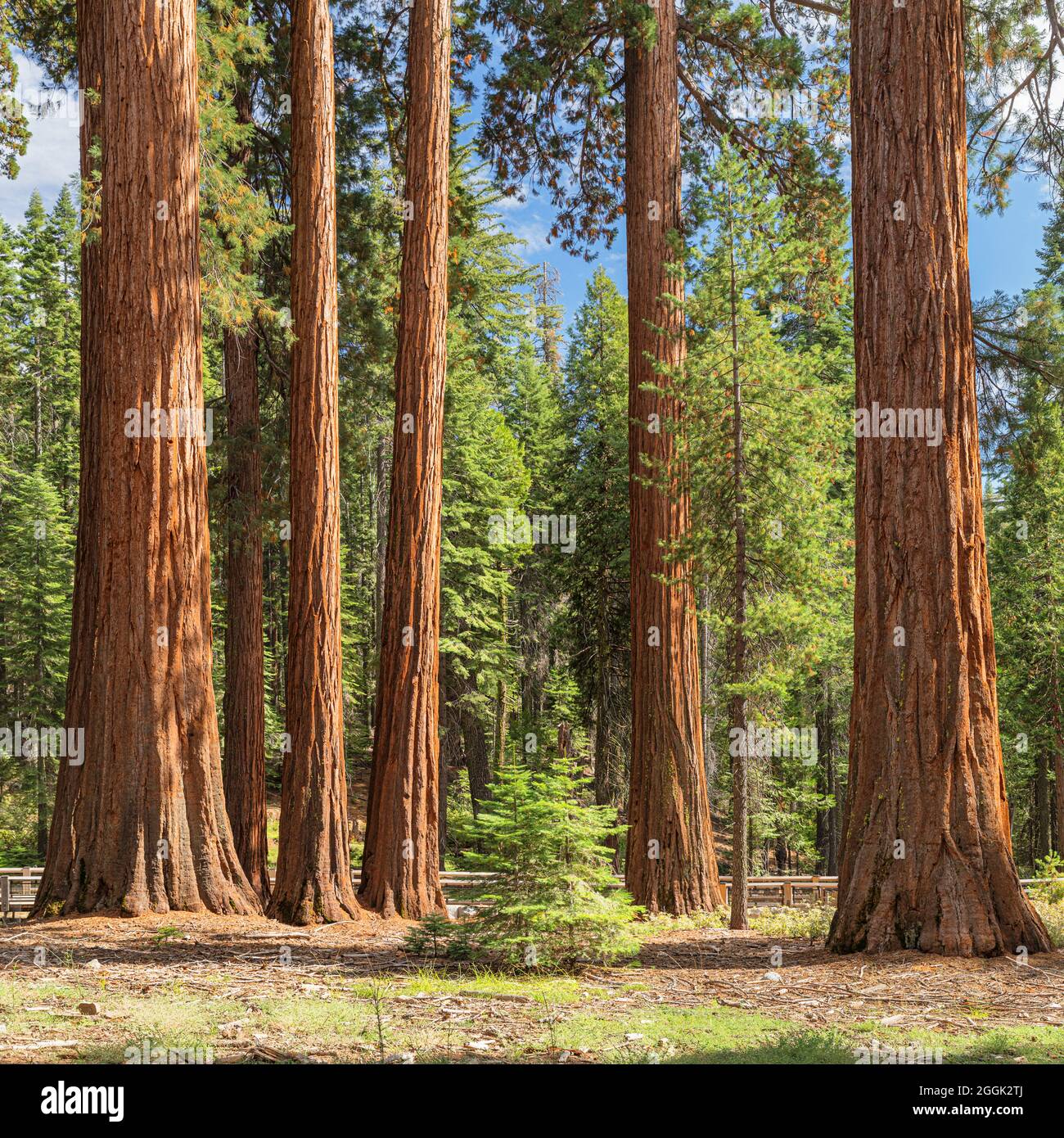 Giant sequoia sequoiadendron giganteum mariposa hi-res stock ...