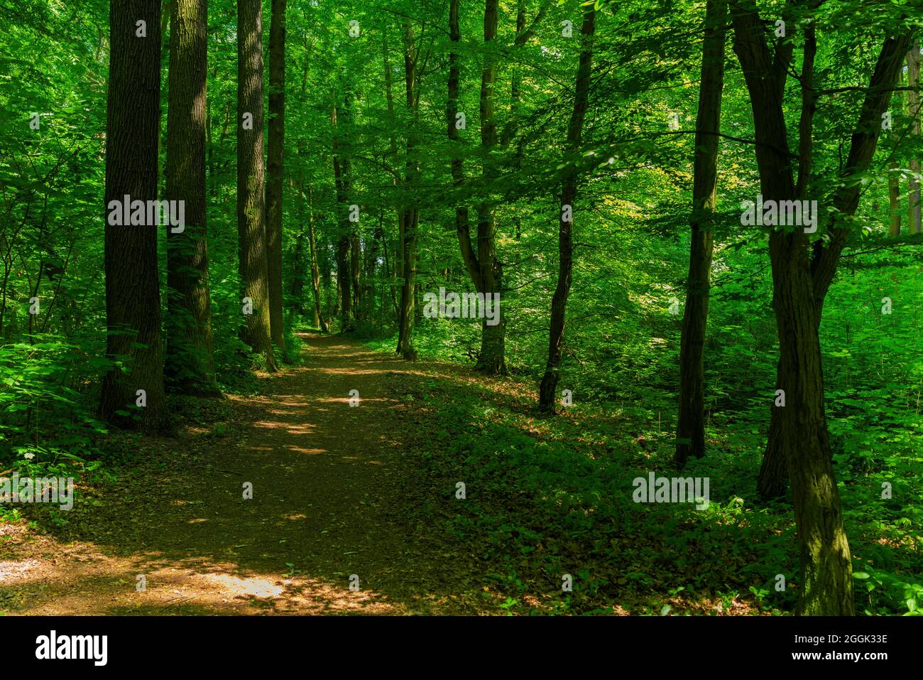 Small forest path hi-res stock photography and images - Alamy