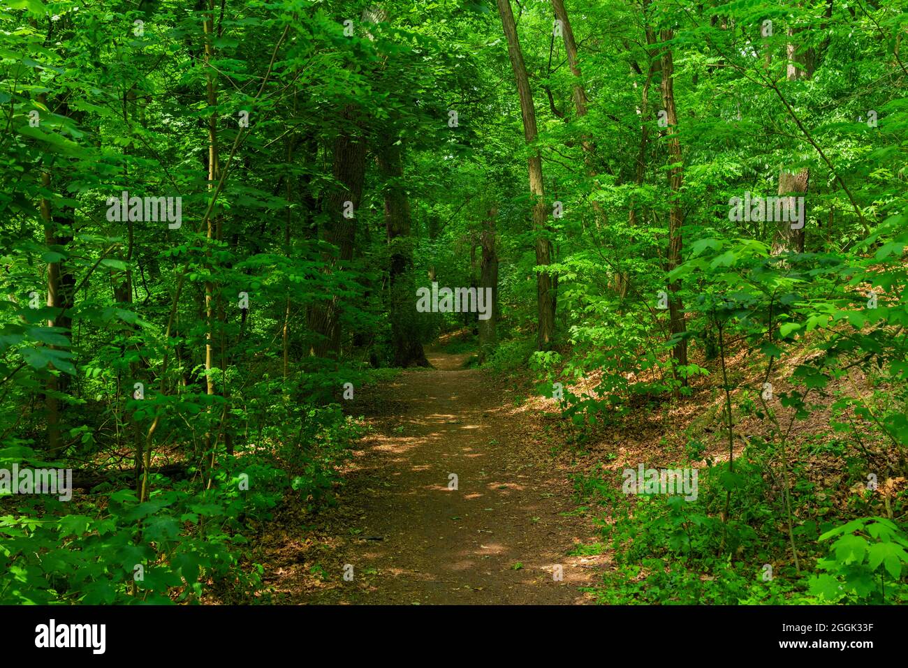 Small forest path hi-res stock photography and images - Alamy