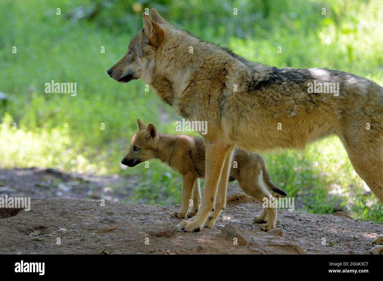 Baby wolves hi-res stock photography and images - Alamy