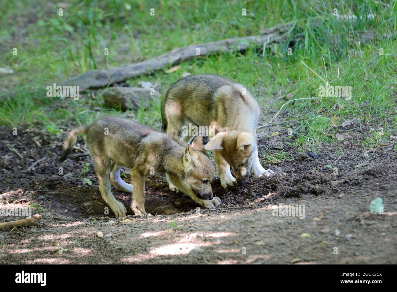 Baby wolves hi-res stock photography and images - Alamy