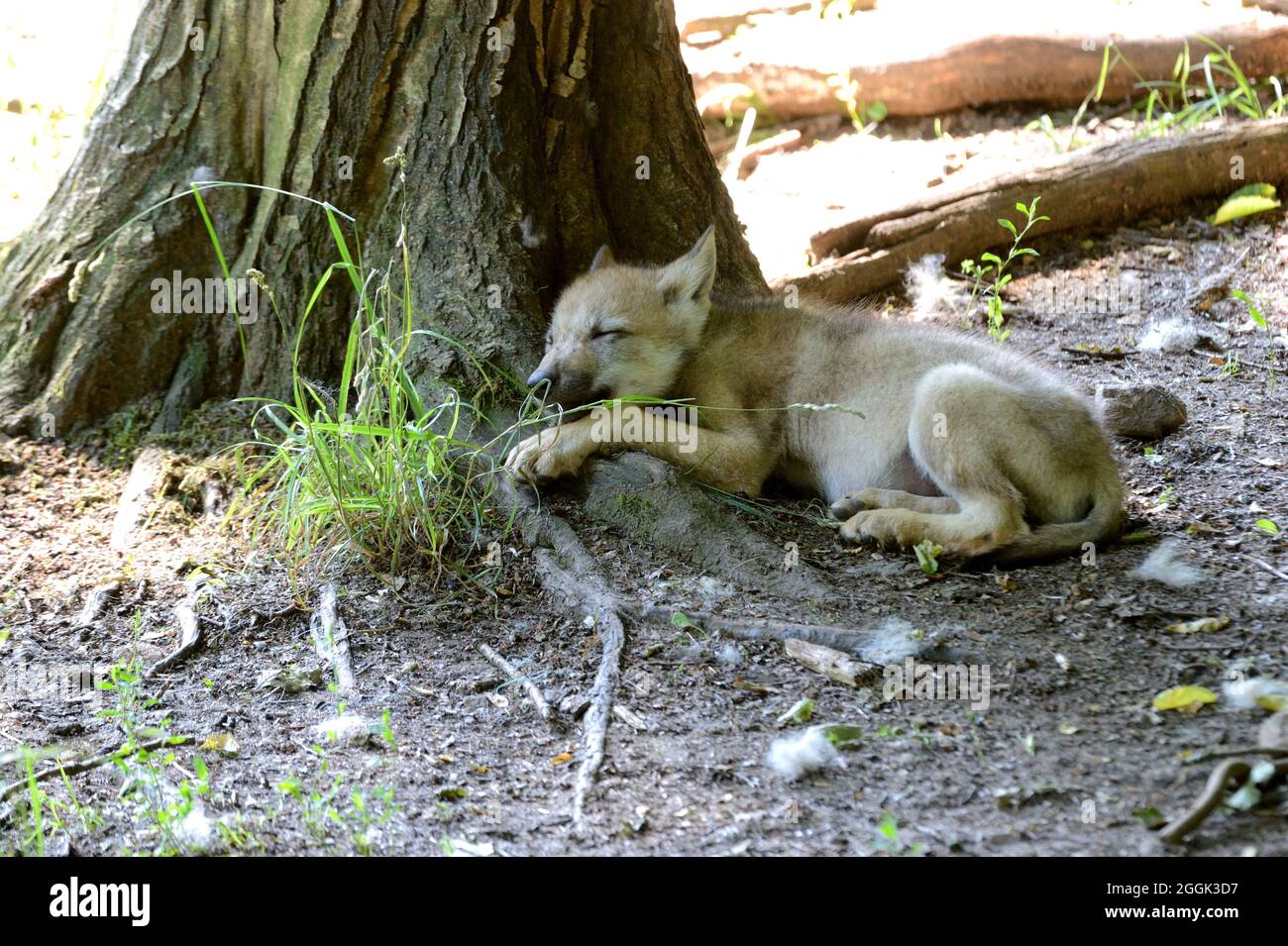 Baby wolves hi-res stock photography and images - Alamy