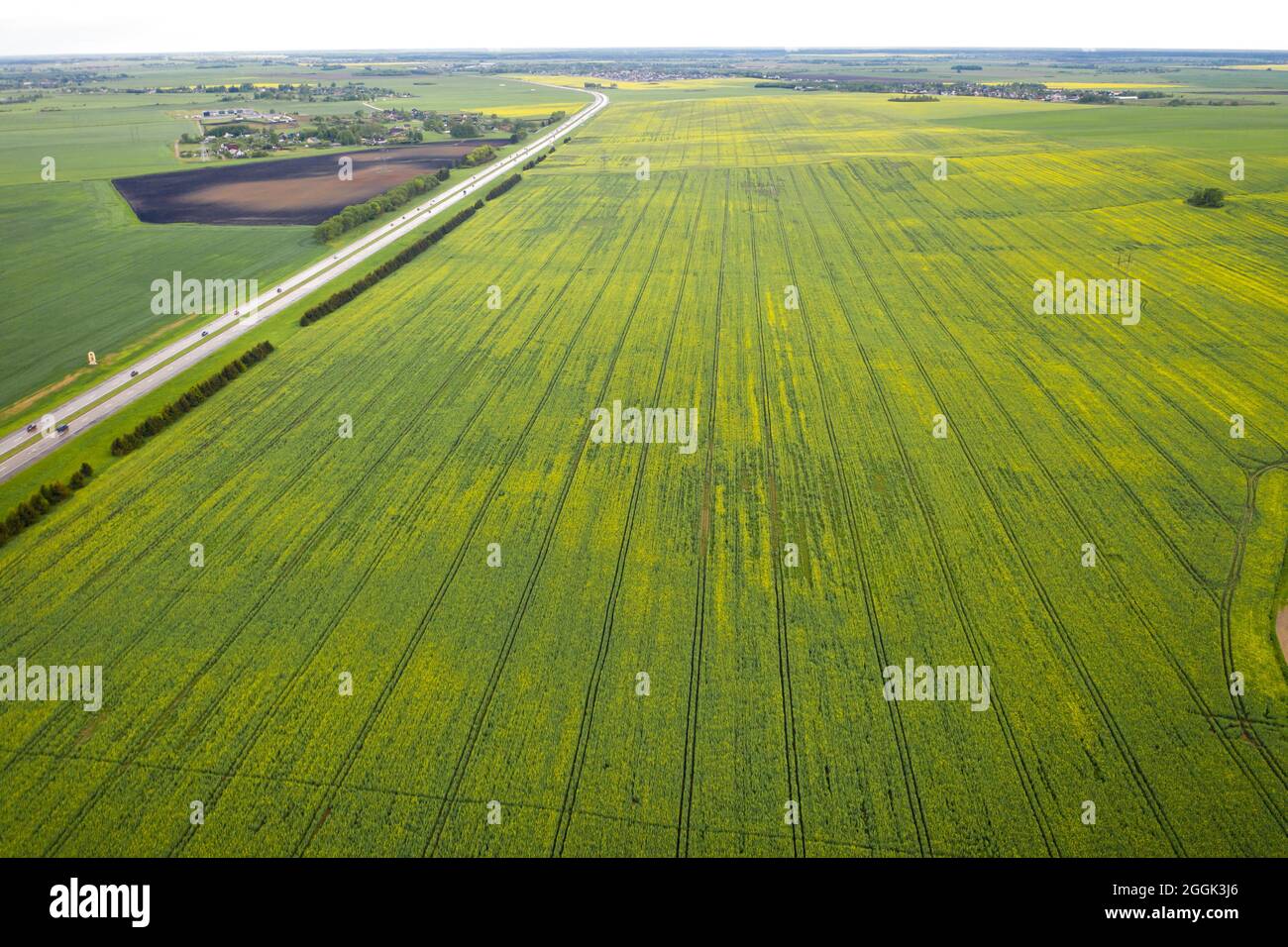 Top view of the sown green in Belarus.Agriculture in Belarus.Texture ...