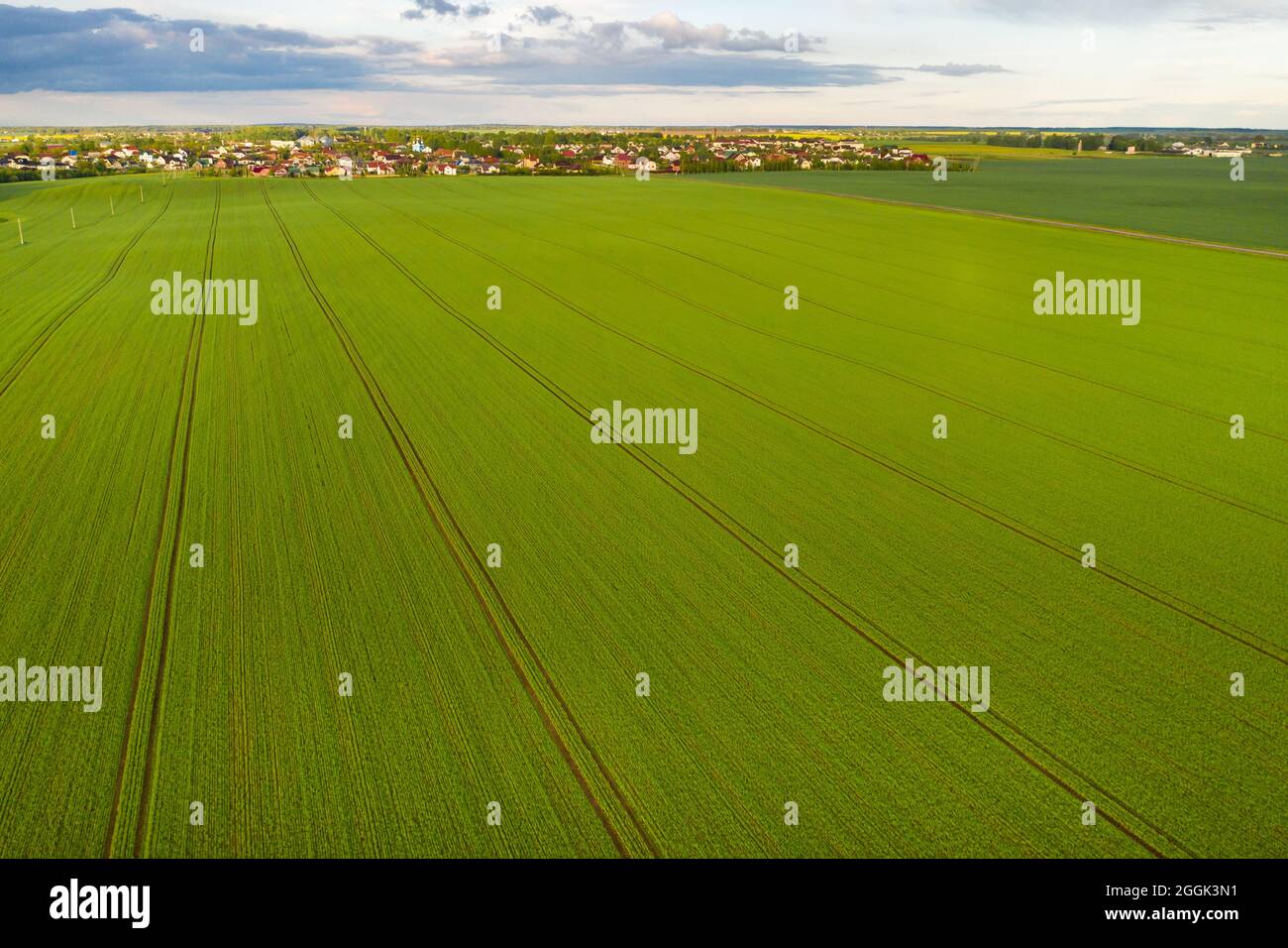 Top view of the sown green in Belarus.Agriculture in Belarus.Texture ...