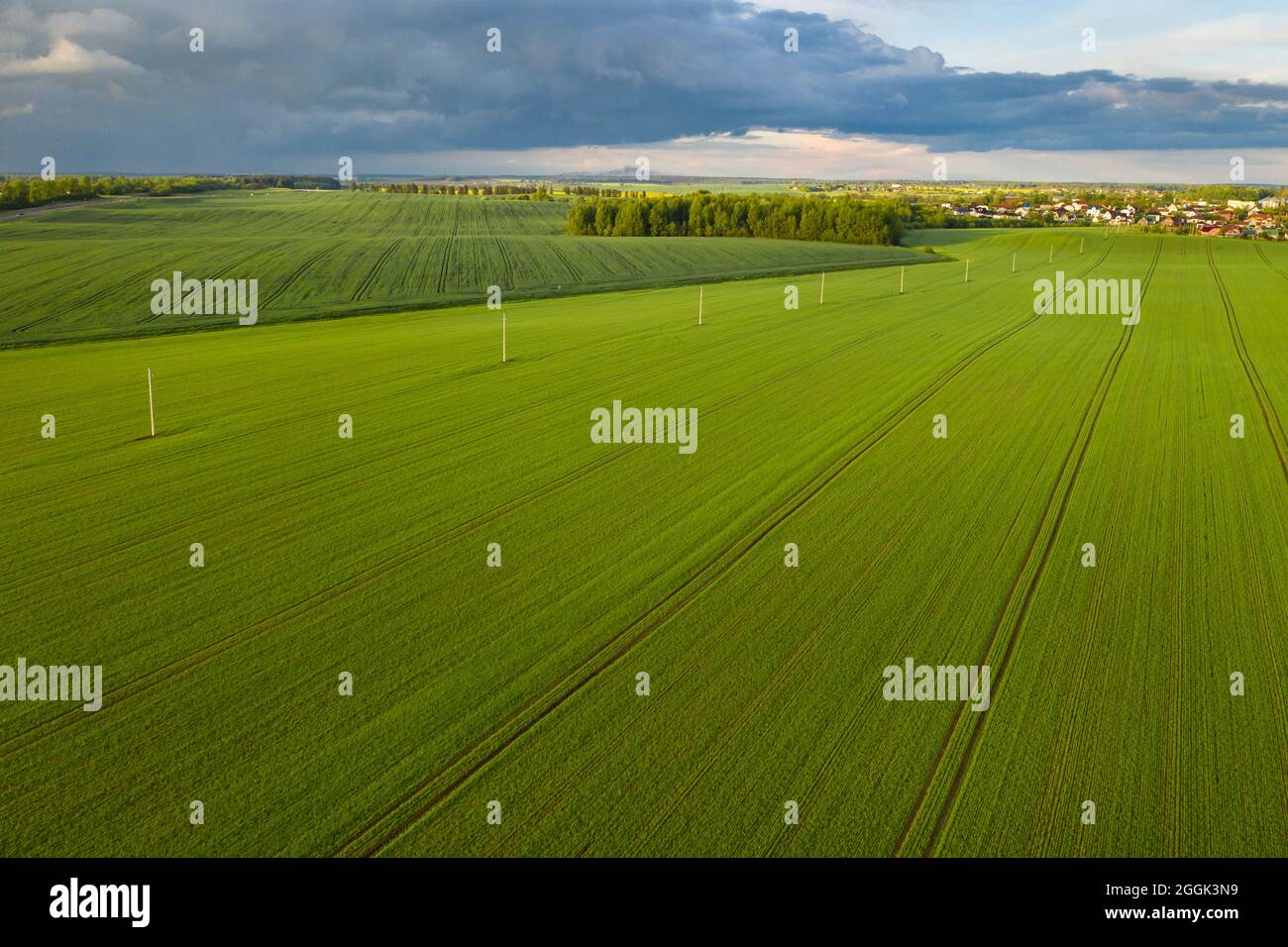 Top view of the sown green in Belarus.Agriculture in Belarus.Texture ...