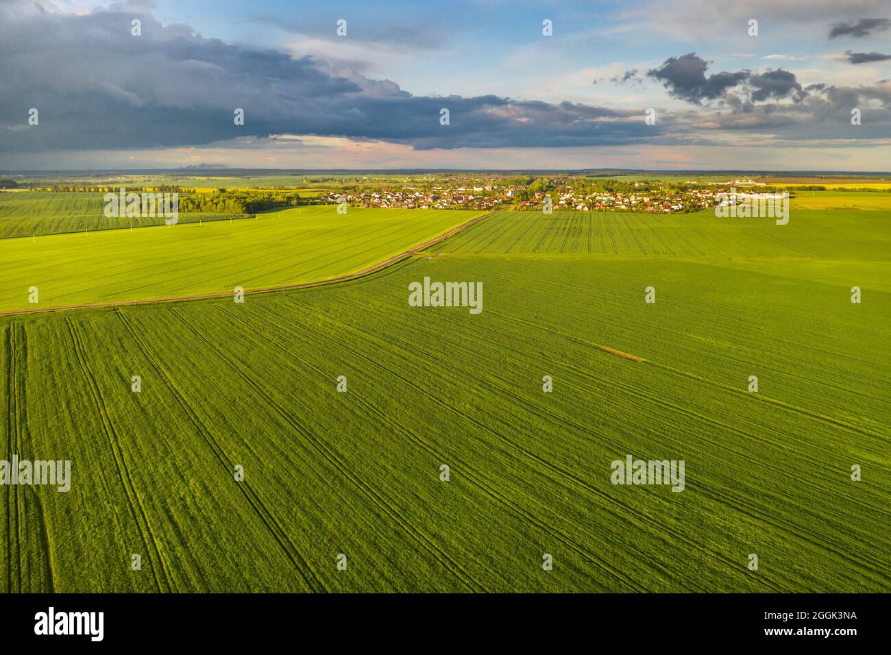 Top view of the sown green in Belarus.Agriculture in Belarus.Texture ...