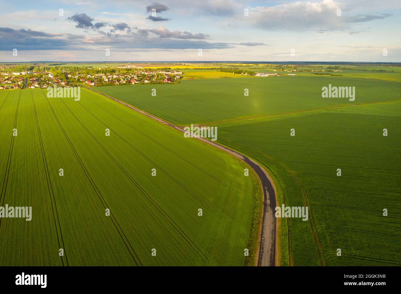 Top view of the sown green in Belarus.Agriculture in Belarus.Texture ...