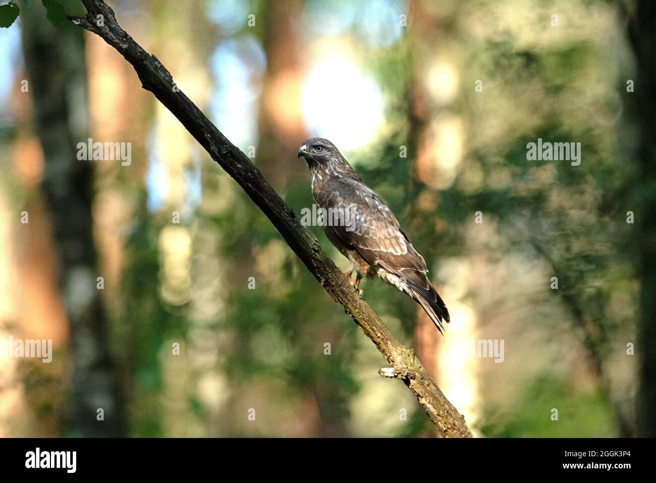 Buzzard when sitting in the morning Stock Photo - Alamy