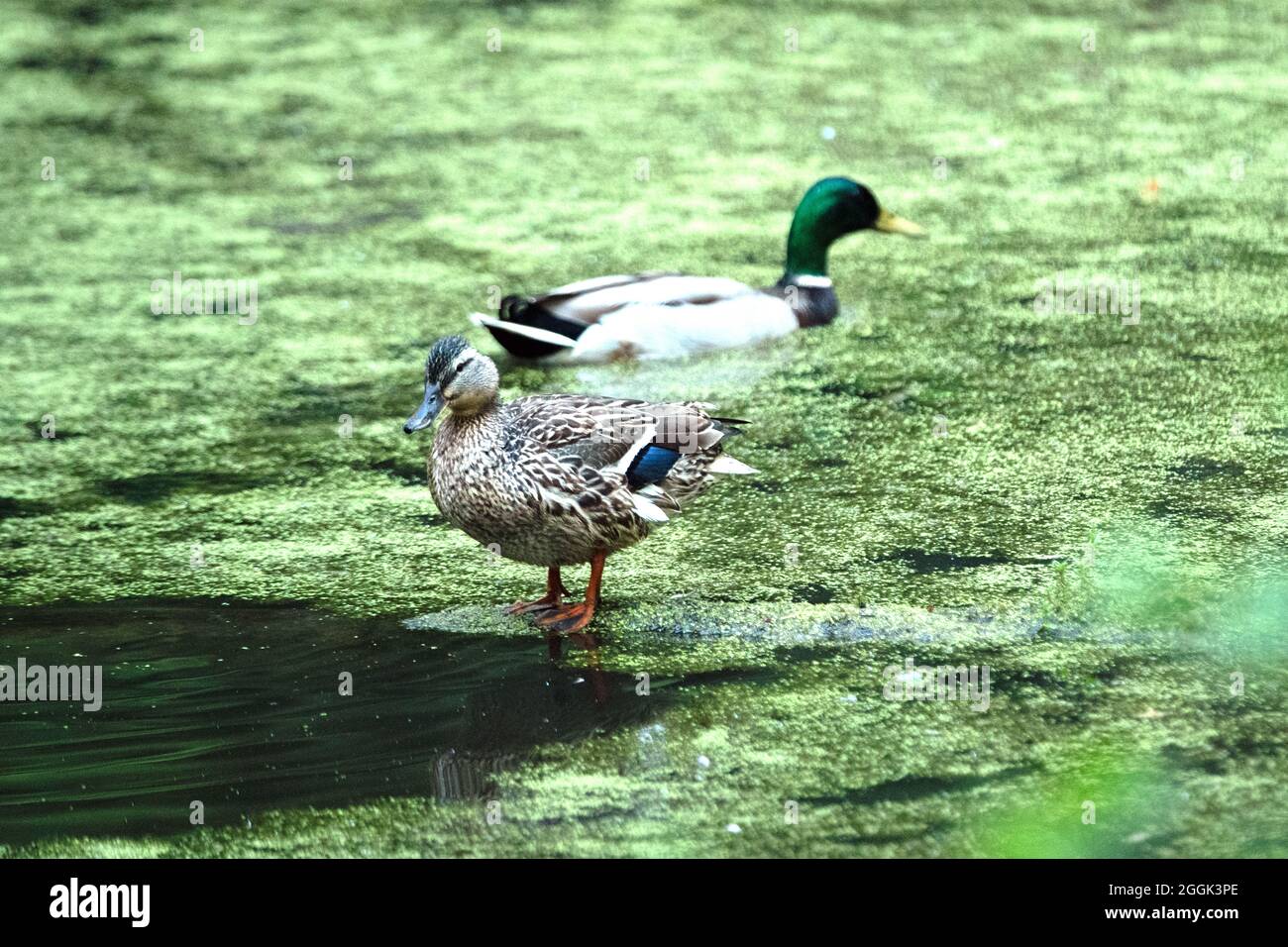 Mallard couple hi-res stock photography and images - Alamy