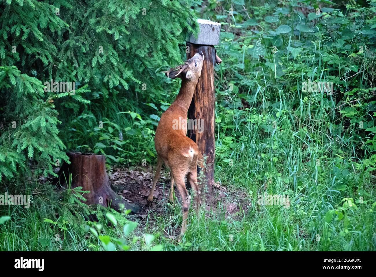 Roebuck on salt lick Stock Photo - Alamy