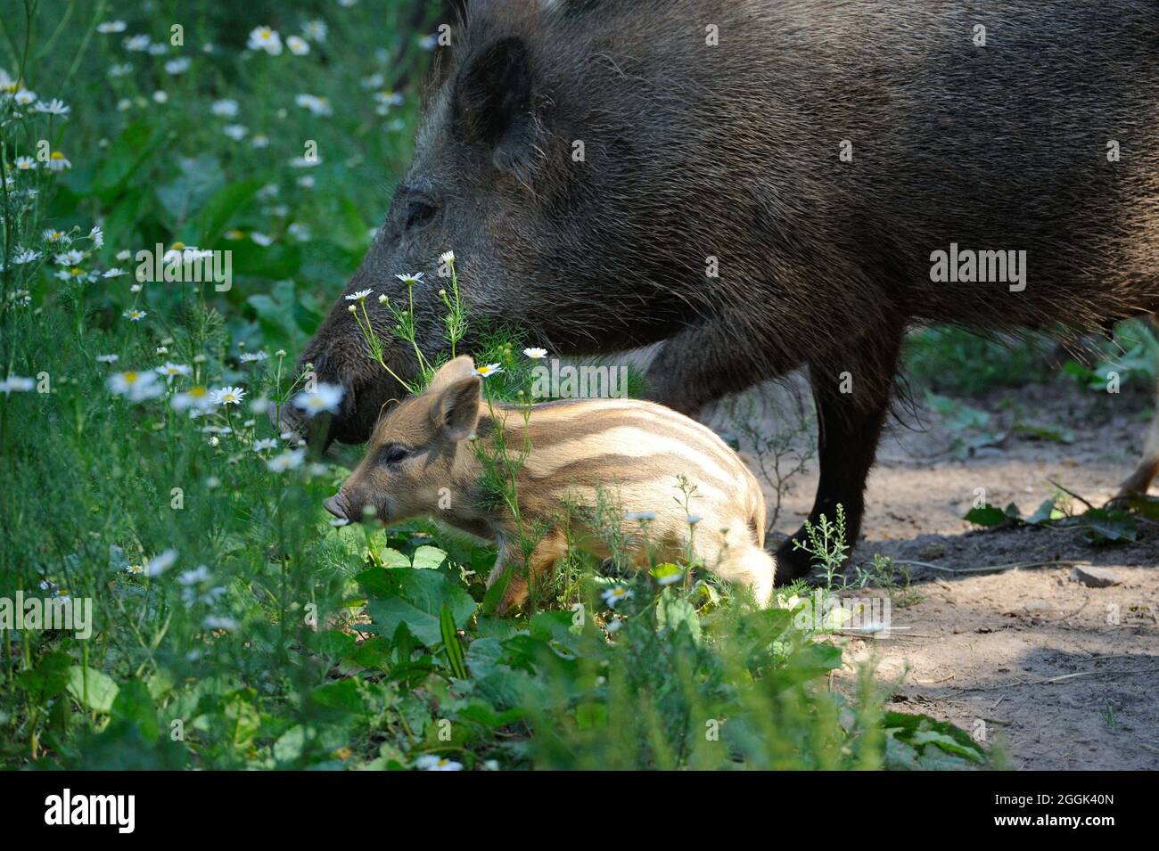 Vertebrata vertebrate vertebrates wild wildlife world hi-res stock ...