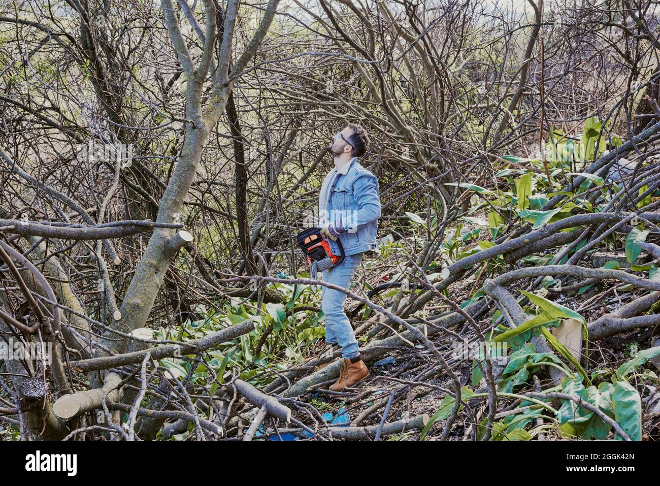 young boy looks at a tree to cut it down with a chainsaw Stock Photo ...