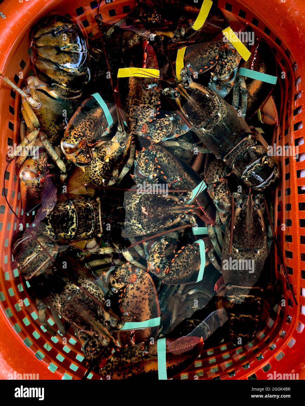Live lobsters in tank at Perry’s Lobster Shack is a Low-key waterside ...