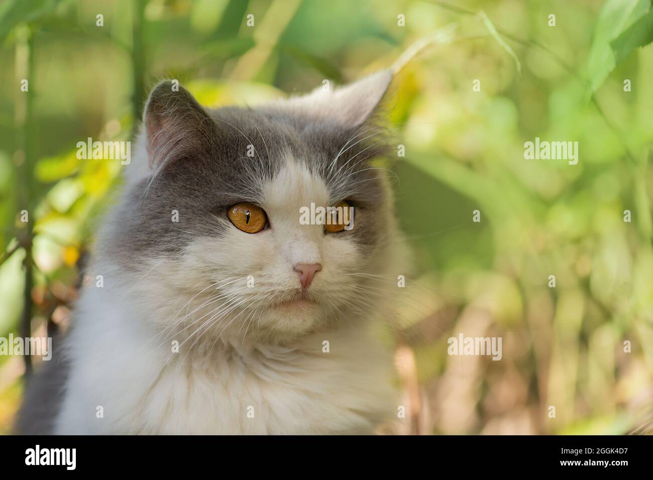 British longhair cat in the garden.Beautiful bicolor gray and white cat. Kitten curious looking ...