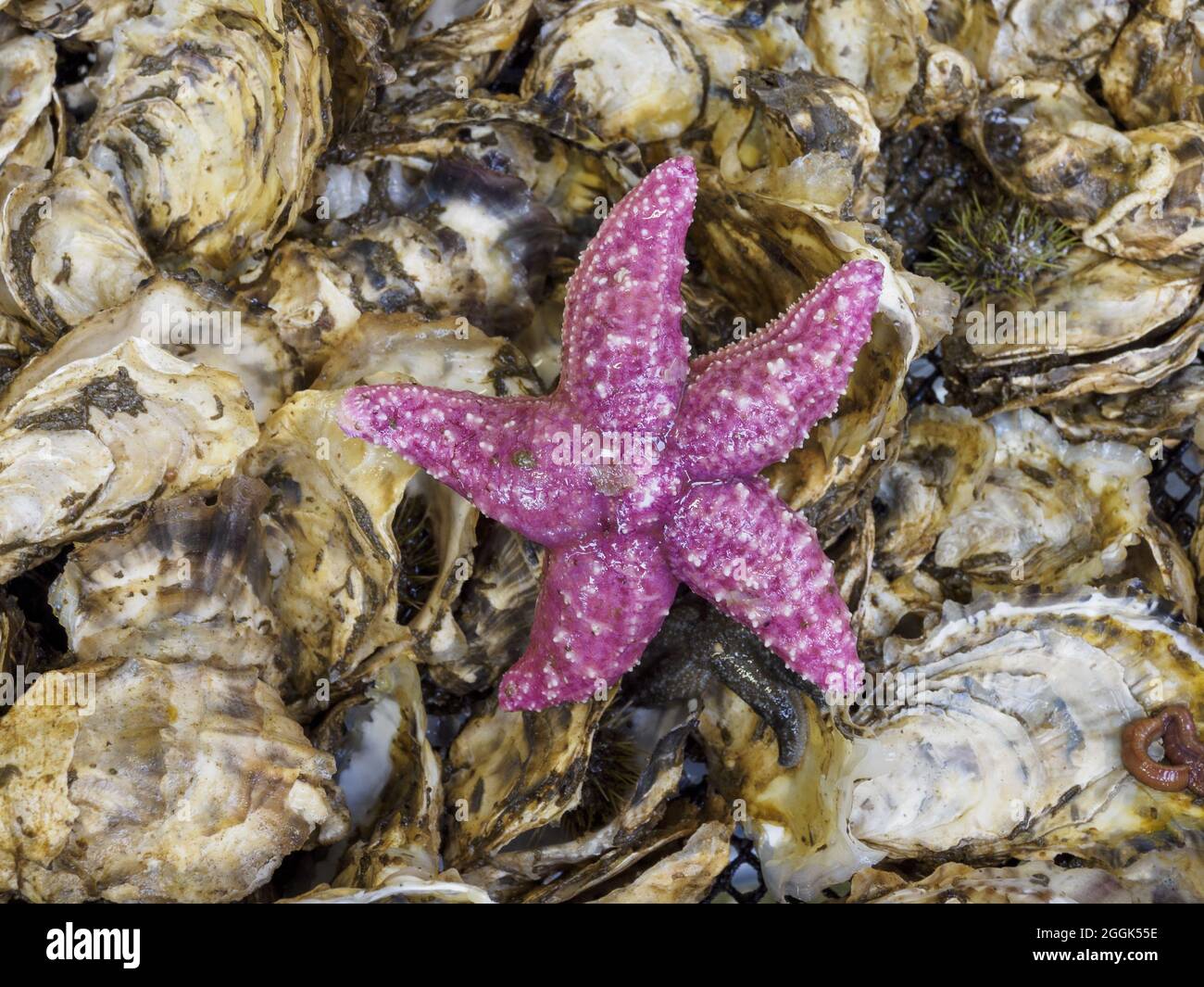 Aquaculture fish farm alaska hi-res stock photography and images - Alamy