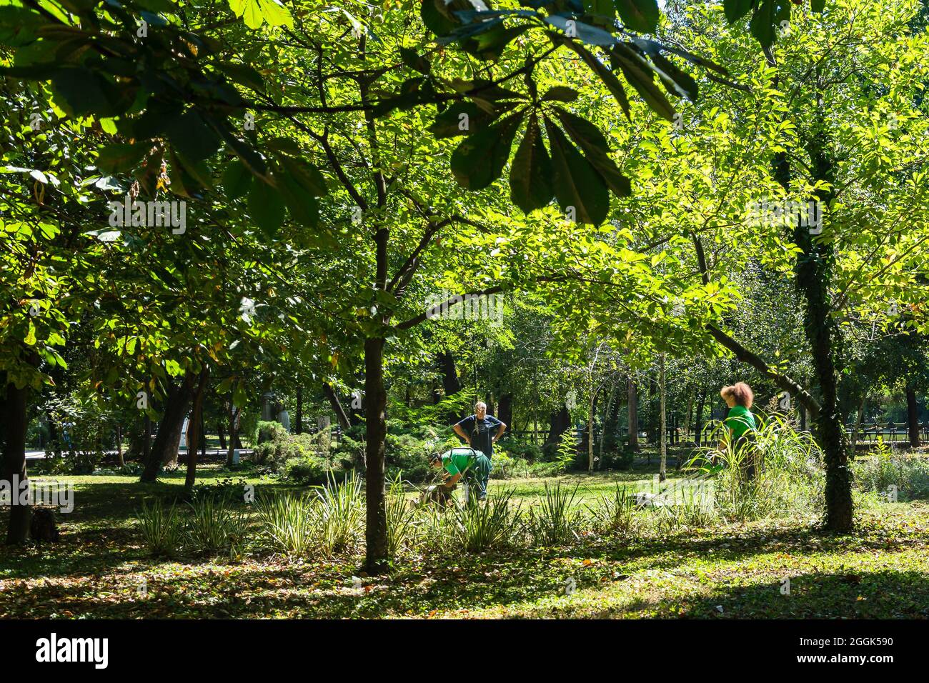 Maintenance of public park and gardens. Municipal workers cleaning ...