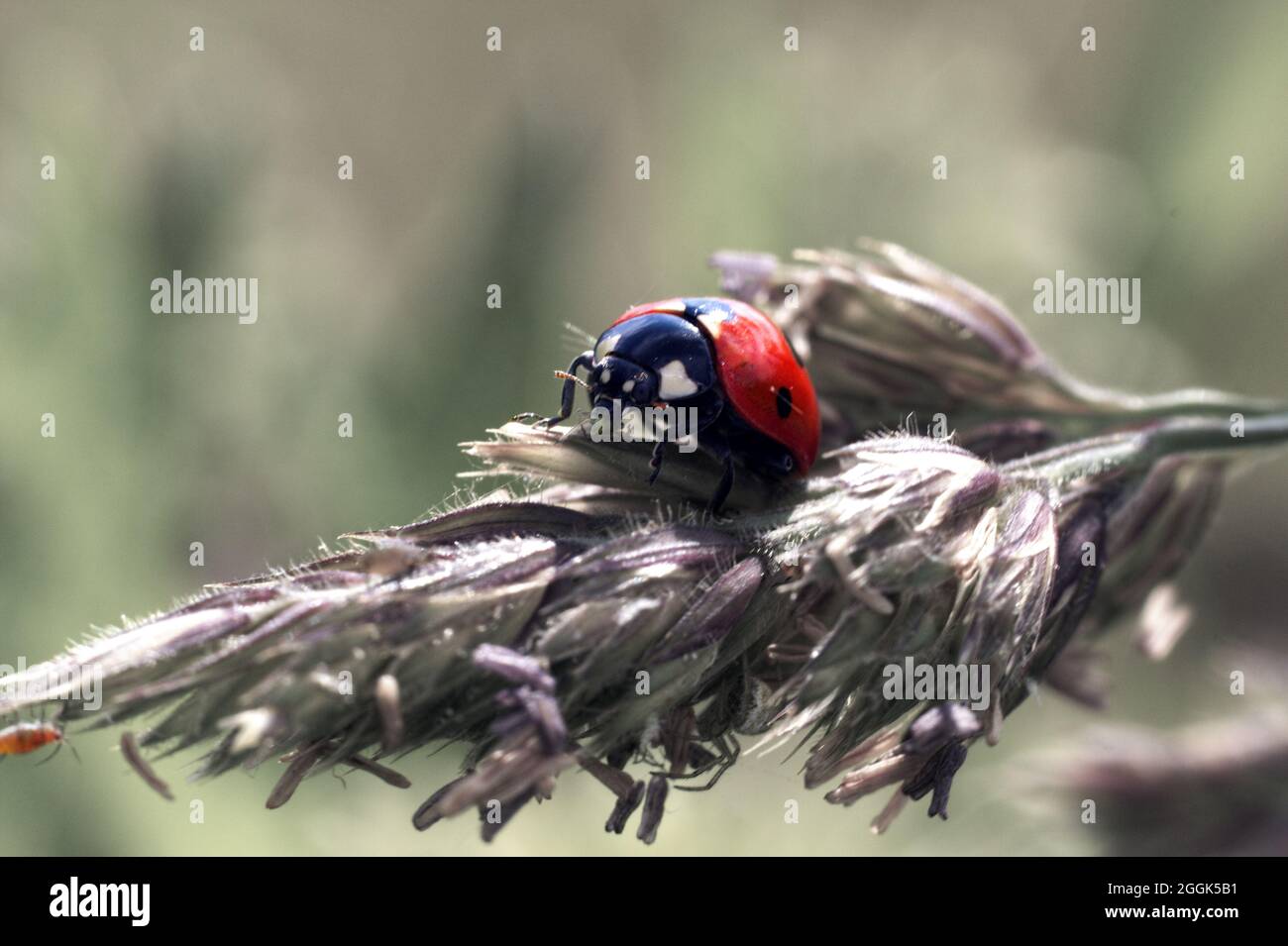 Ladybird spider uk hi-res stock photography and images - Alamy