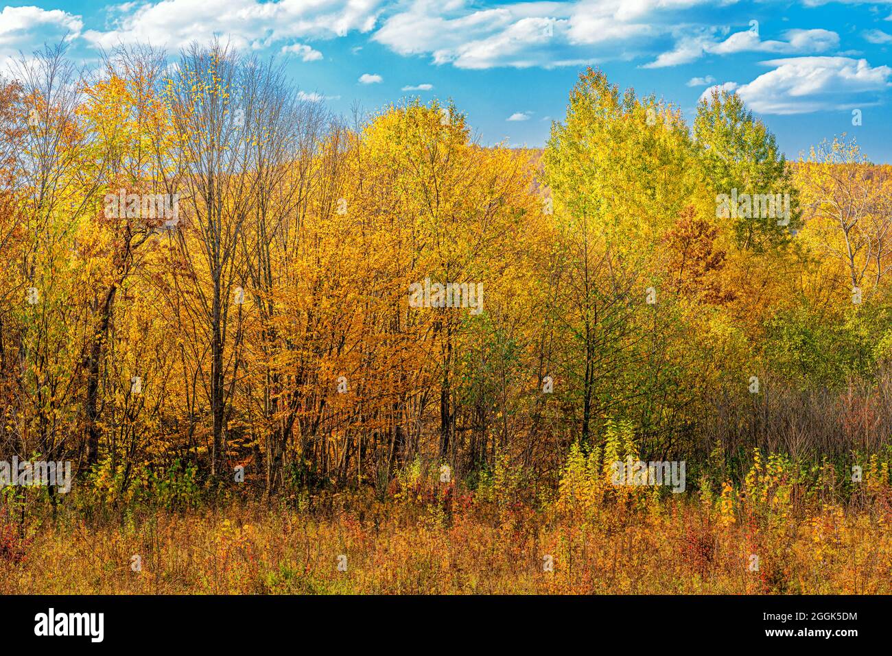 Glade landscape hi-res stock photography and images - Alamy