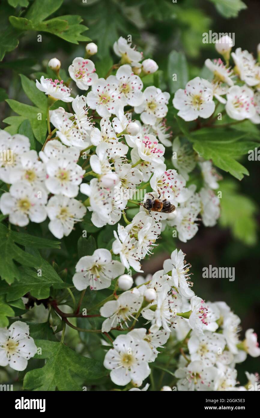 , with Bee harvesting pollen Stock Photo - Alamy