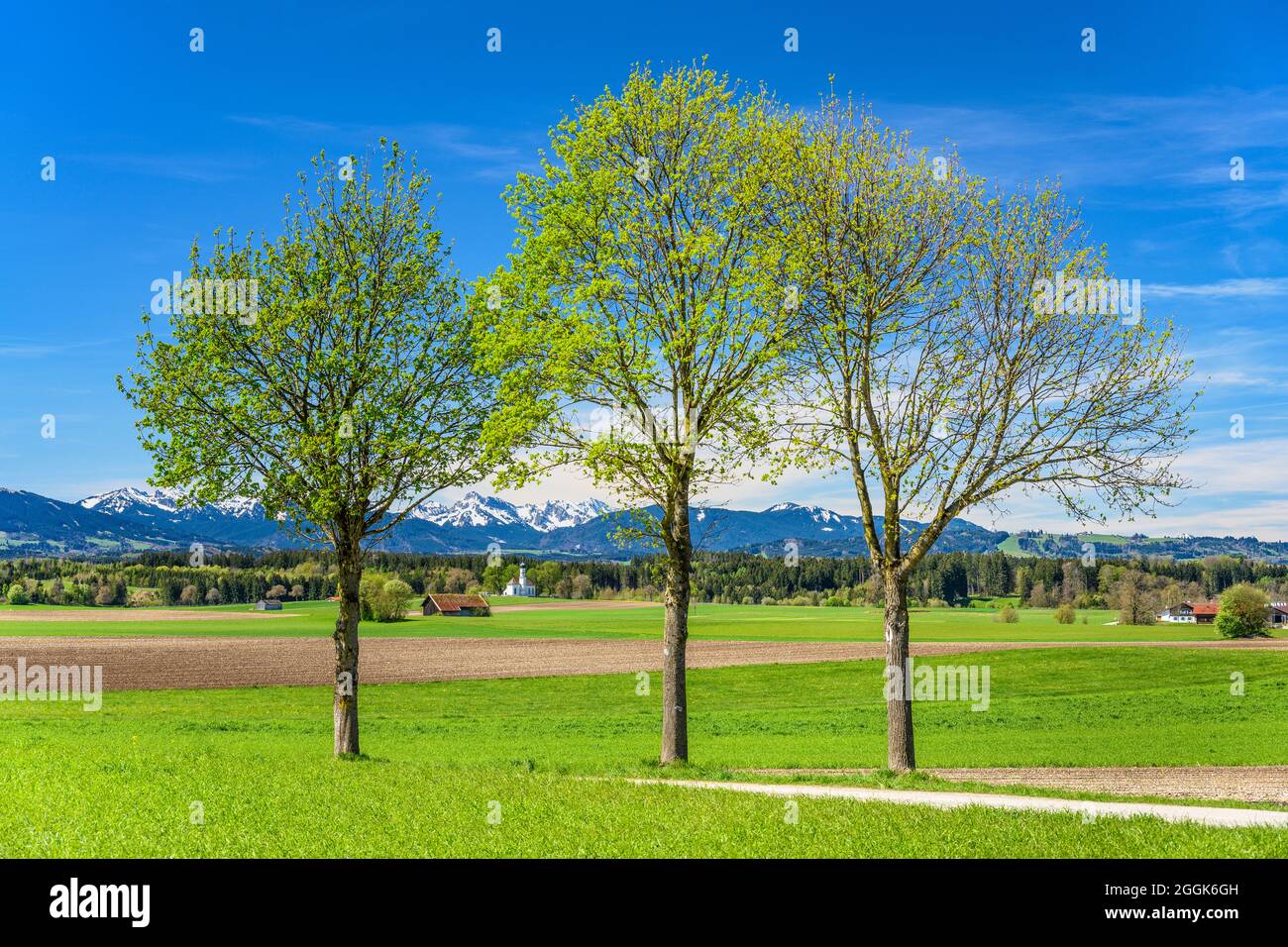 Germany, Bavaria, Upper Bavaria, Pfaffenwinkel, Eberfing, spring ...