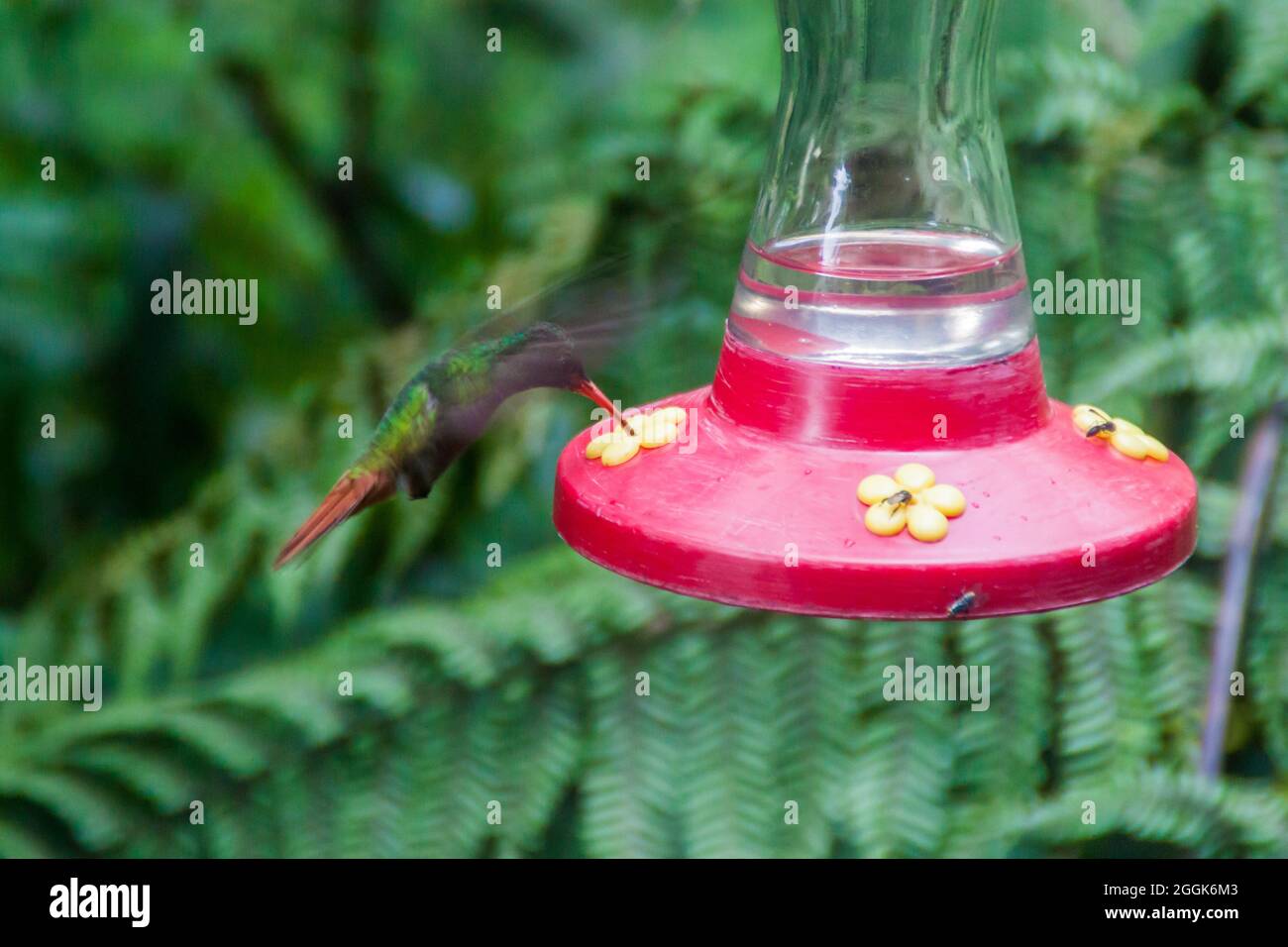 Hummingbird at the feeder in Mindo, Ecuador Stock Photo - Alamy