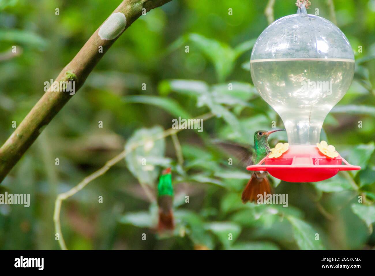 Hummingbird at the feeder in Mindo, Ecuador Stock Photo - Alamy