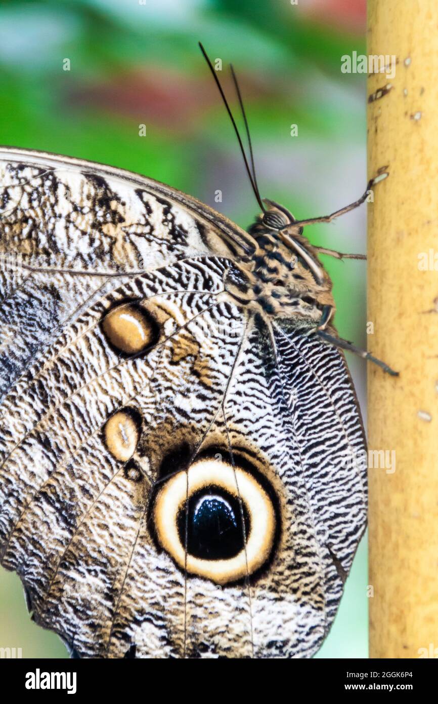 Owl butterfly (Caligo eurilochus) in Mariposario (The Butterfly House ...