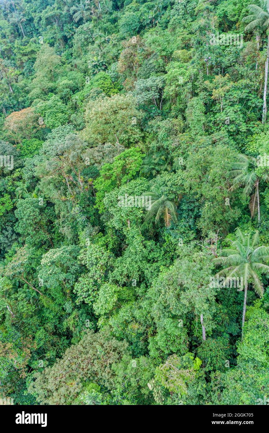 Cloud forest near Mindo, Ecuador Stock Photo - Alamy