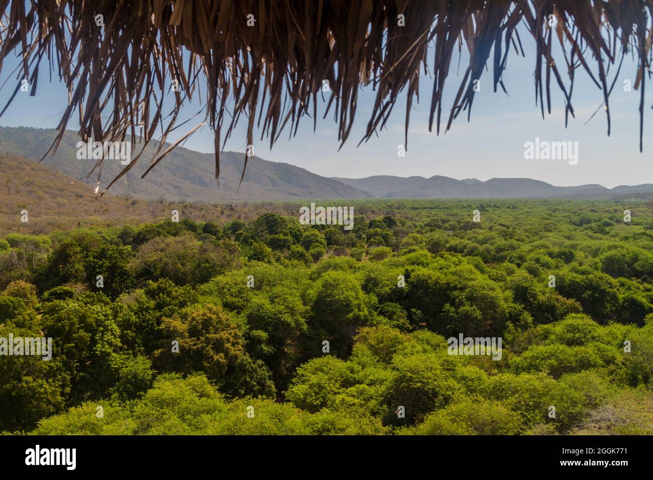 Forest of Machalilla National Park, Ecuador Stock Photo - Alamy