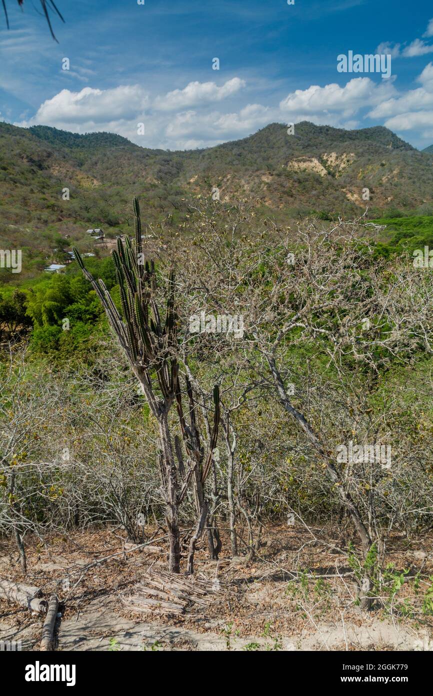 Dry forest in Machalilla National Park, Ecuador Stock Photo - Alamy