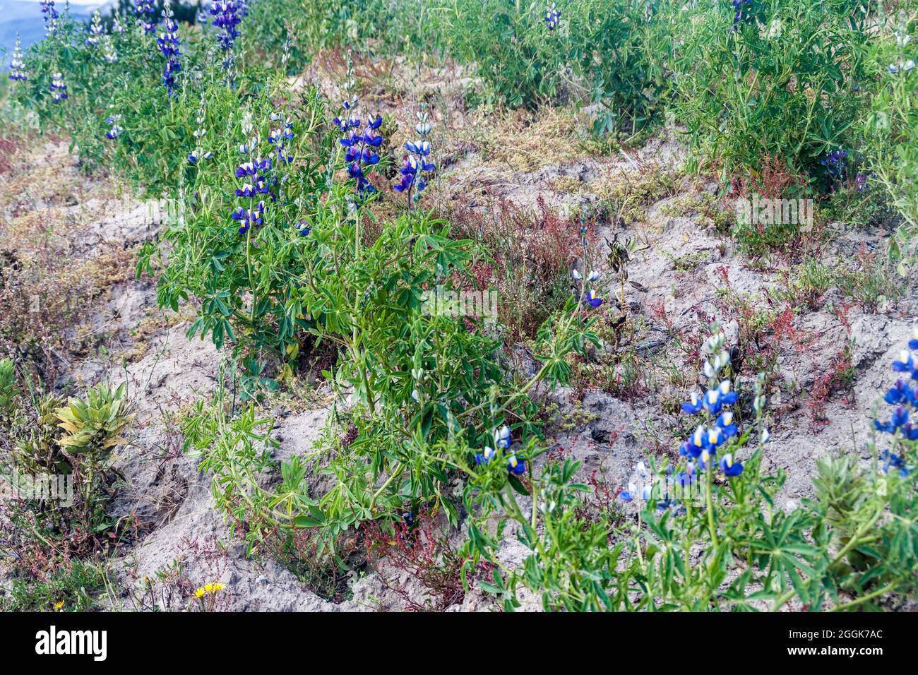 Field of Lupinus mutabilis, species of lupin grown in the Andes, mainly ...