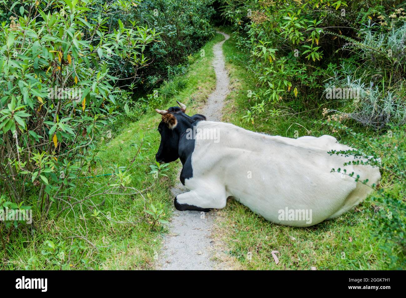 Path over green pasture hi-res stock photography and images - Alamy