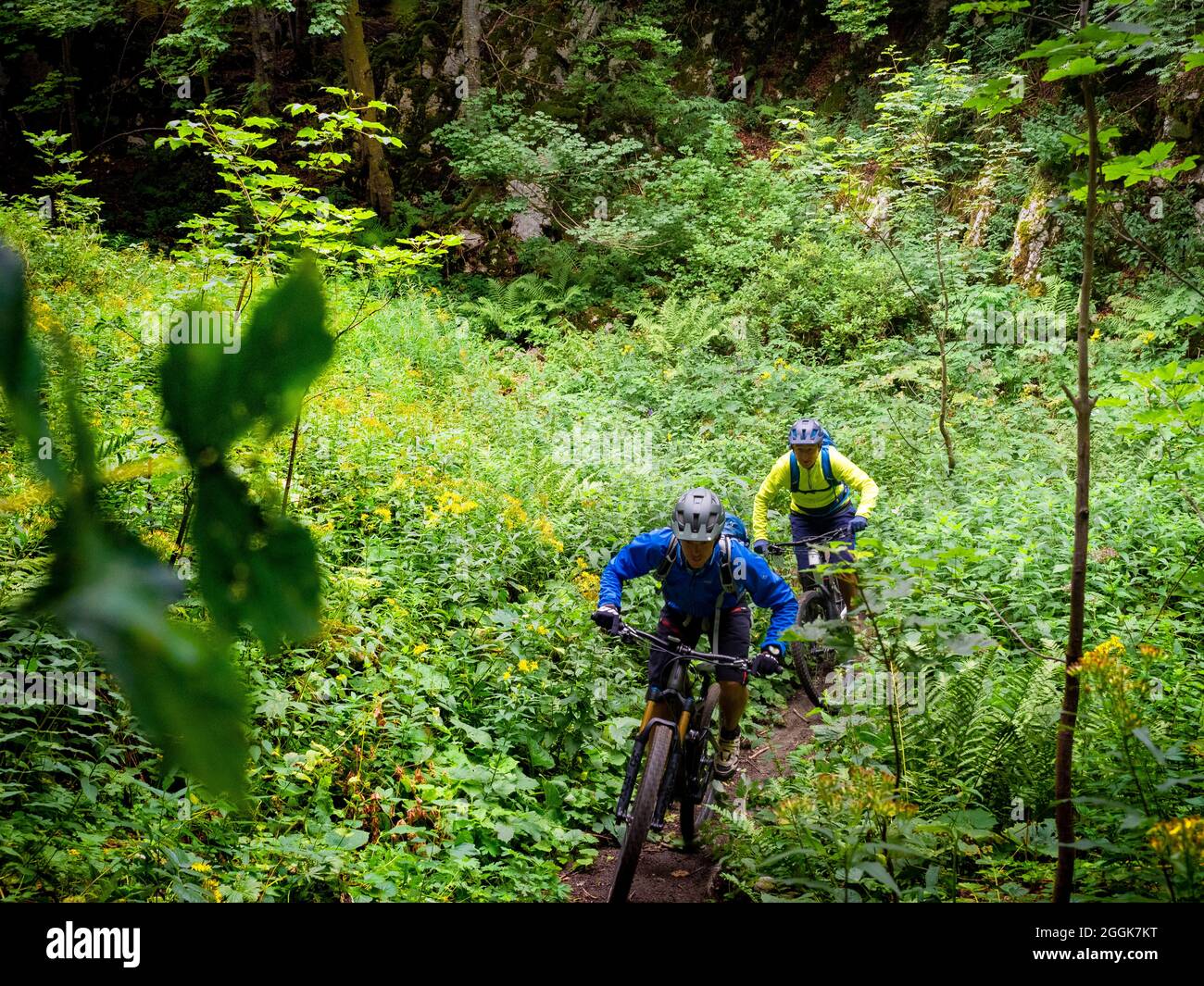 Mountain bikers on single trails in the Les Coulmes forest, Rencurel, Auvergne-Rhones-Alpes ...