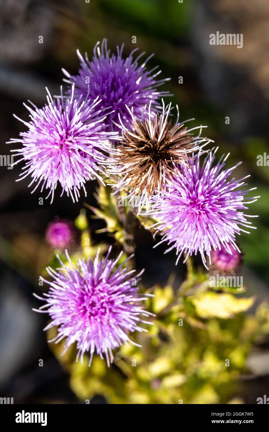 Colorado thistle hi-res stock photography and images - Alamy