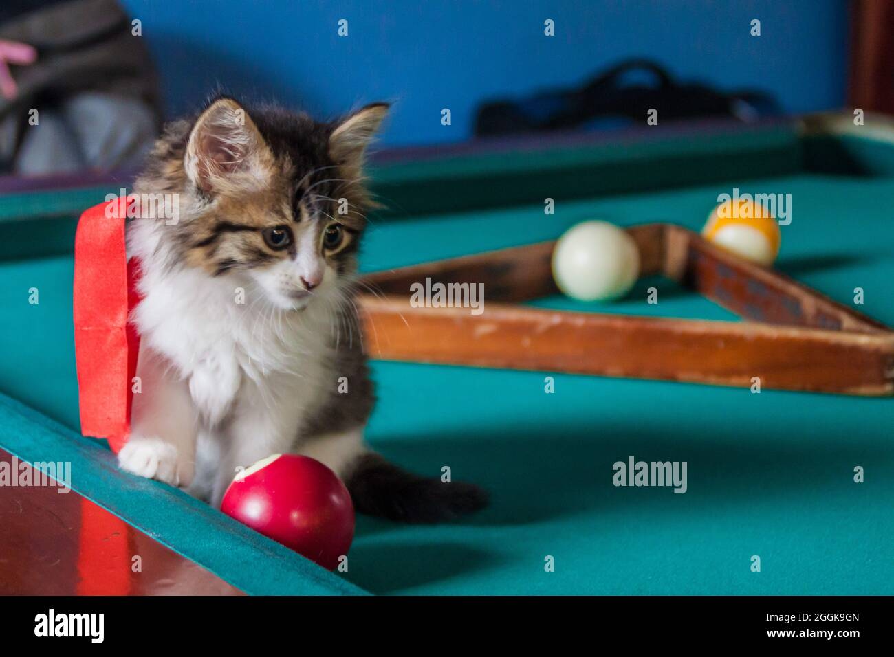 Kitten on pool table hi-res stock photography and images - Alamy