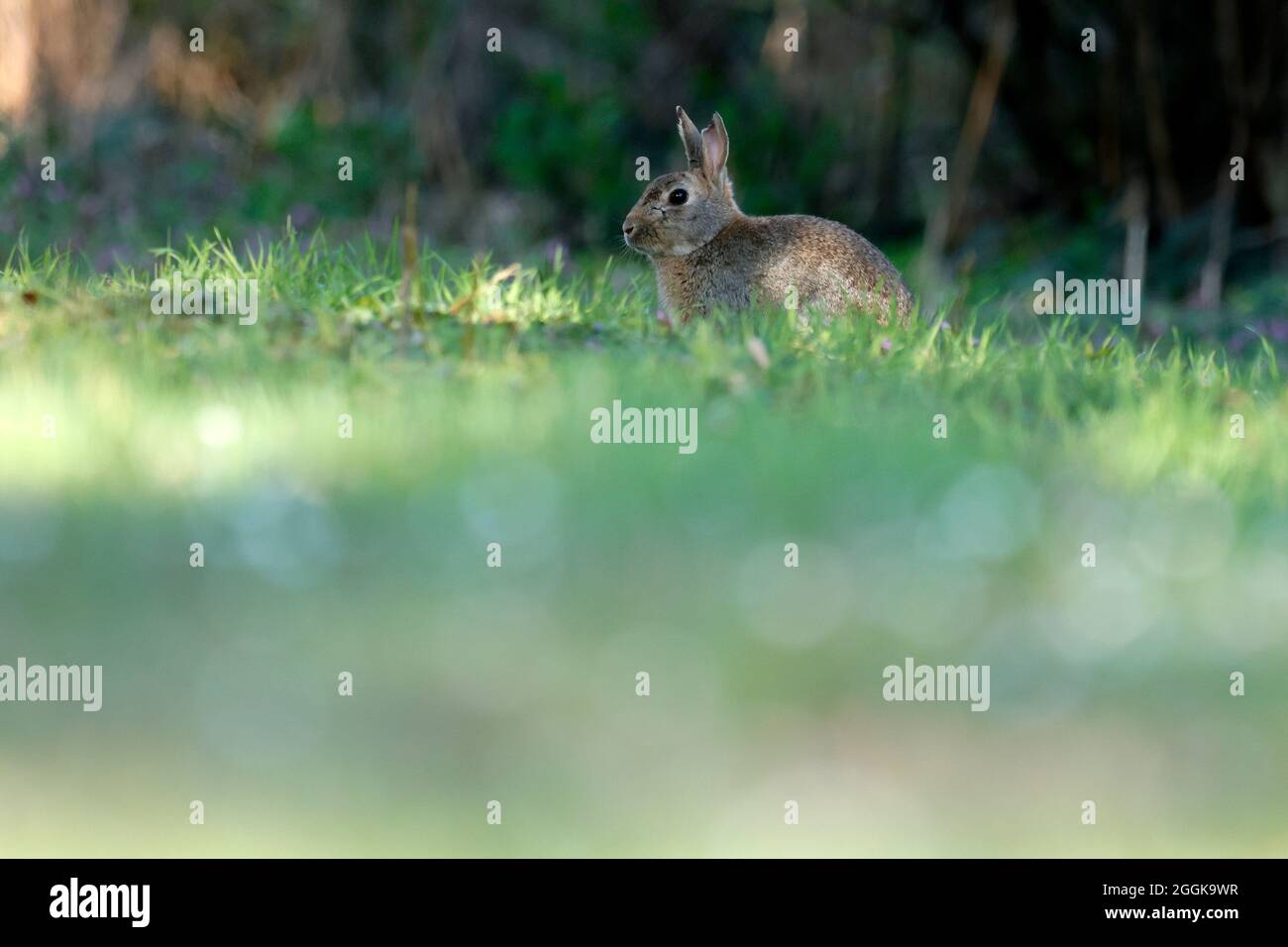 Wild rabbit (Oryctolagus cuniculus) foraging for food, Germany Stock ...