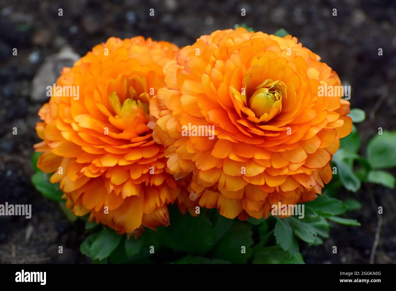 Persian buttercup, Asiatischer Hahnenfuß, Ranunculus asiaticus, perzsa ...