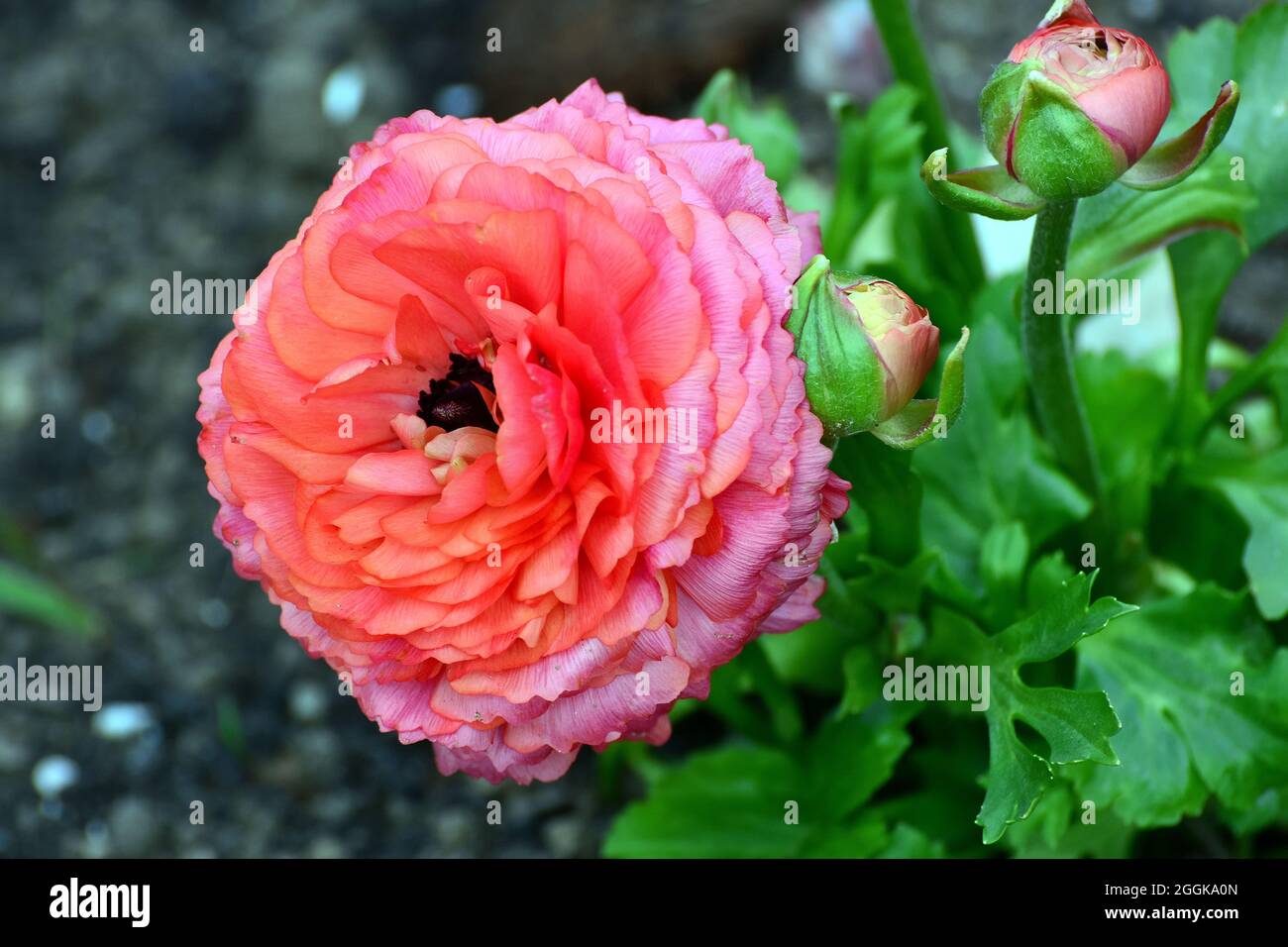 Horticultural version hi-res stock photography and images - Alamy