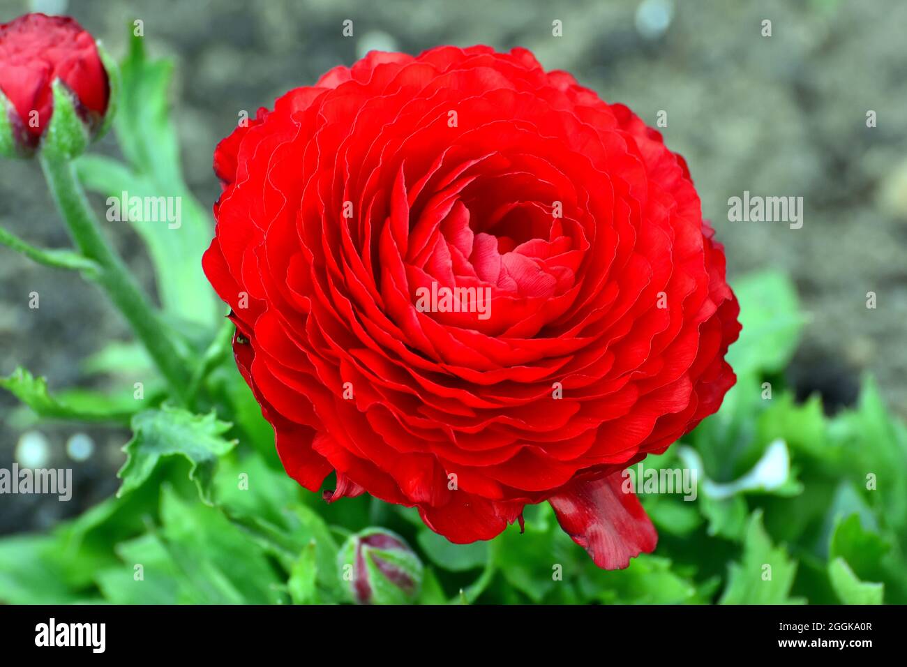 Persian buttercup, Asiatischer Hahnenfuß, Ranunculus asiaticus, perzsa ...