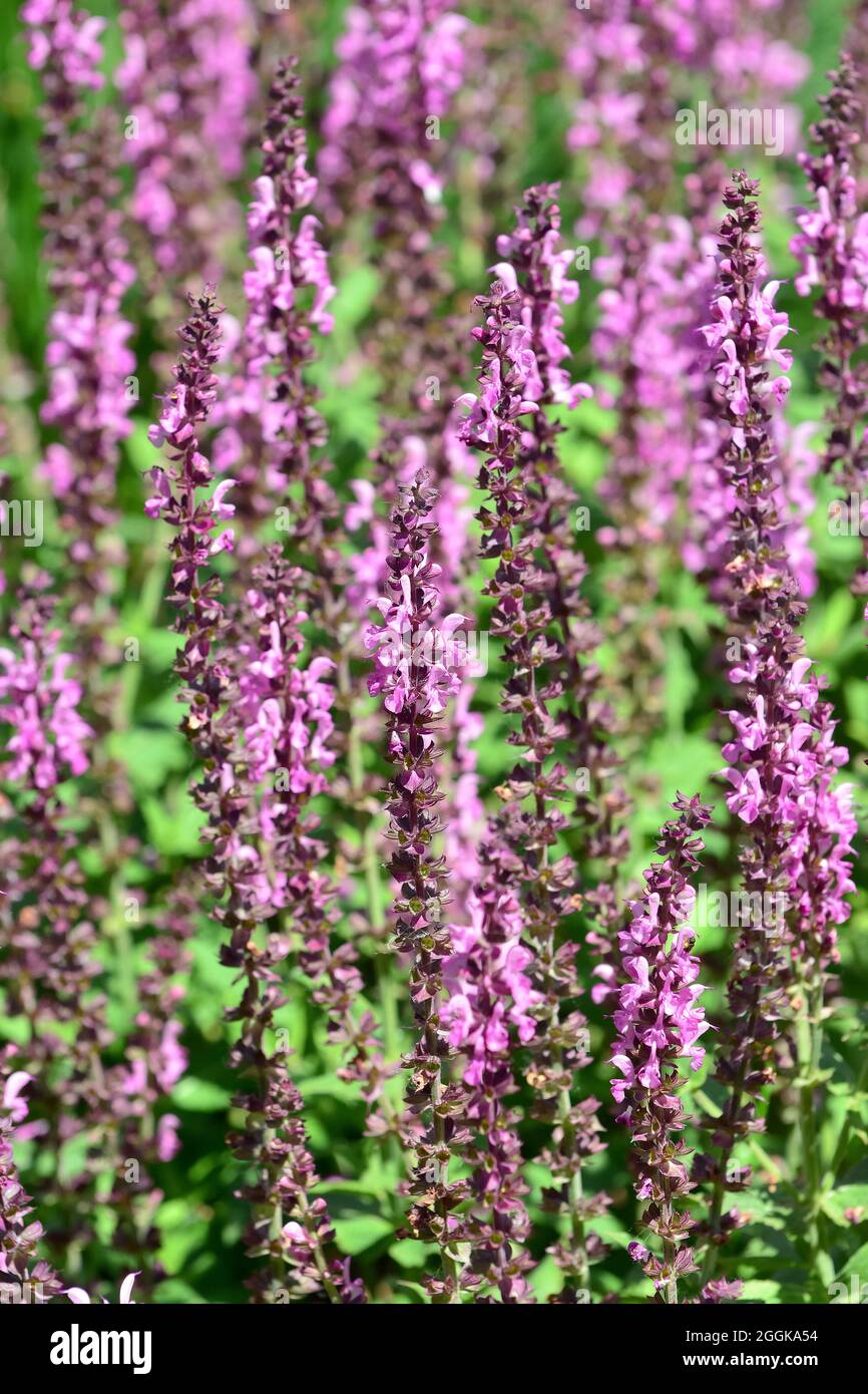 woodland sage, Balkan clary, blue sage or wild sage, Hain-Salbei ...