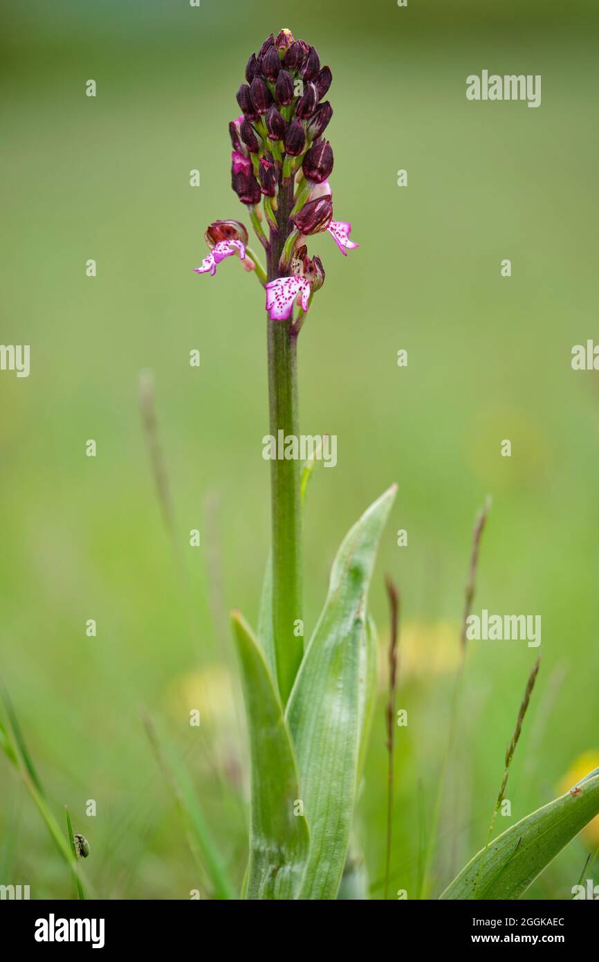 Purple orchid, Orchis purpurea Stock Photo - Alamy